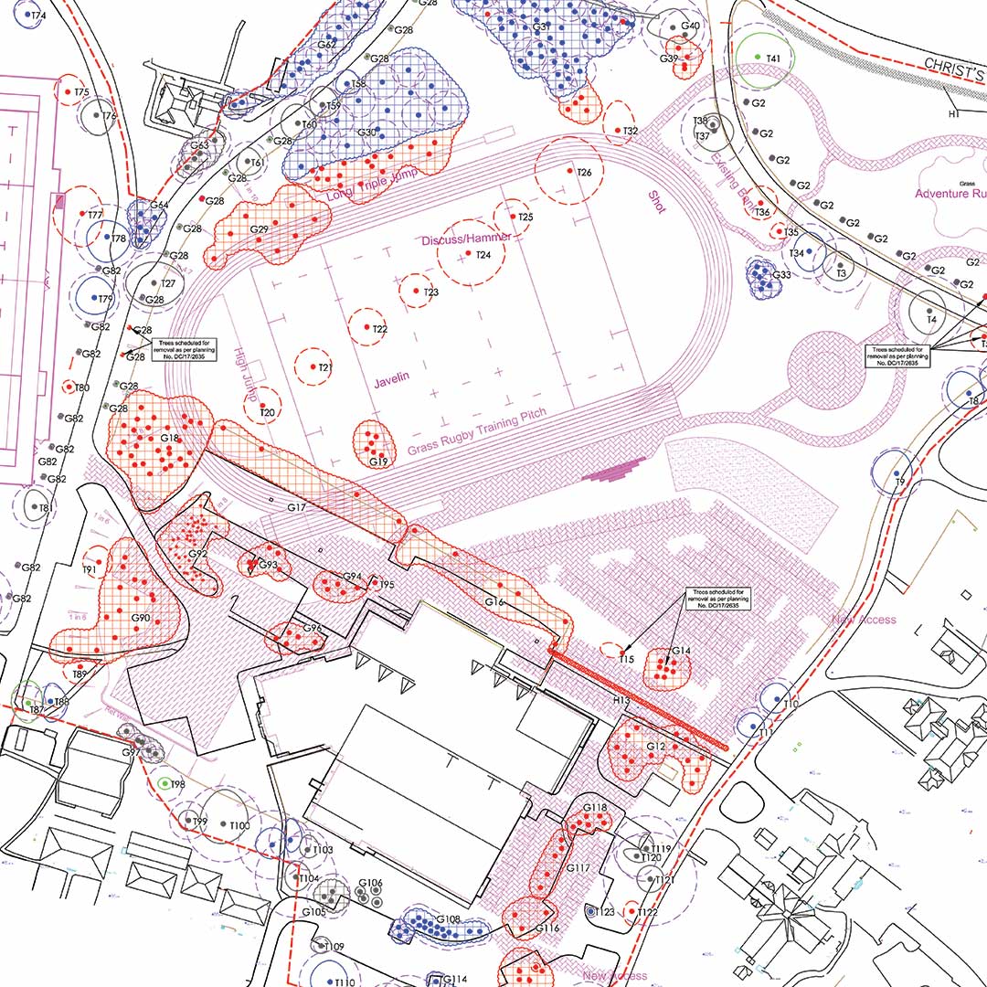 Tree Surveys & Works for Surrey Schools - Dryad Tree Specialists