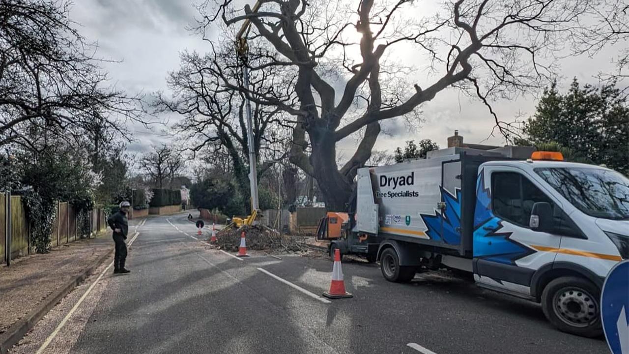 About Dryad Tree Specialists - Tree Surgeons for Surrey